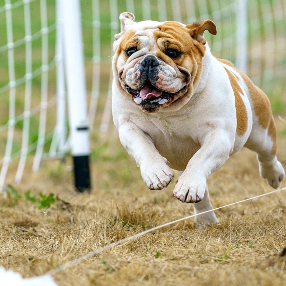 SiTTiNGBuLLiES PeRFoRMaNCE BuLLDoGS - Sittingbullies