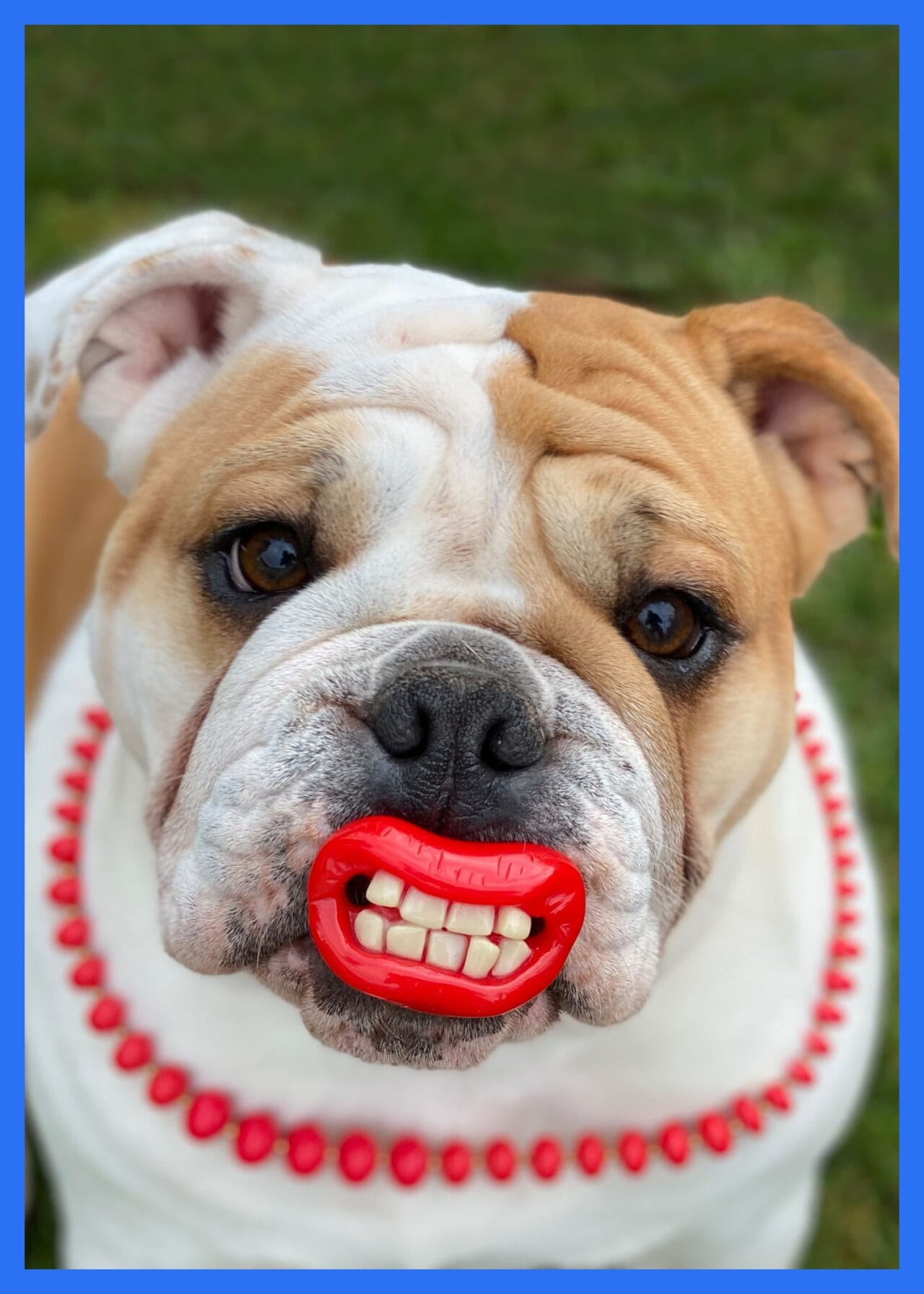 SiTTiNGBuLLiES PeRFoRMaNCE BuLLDoGS - Sittingbullies